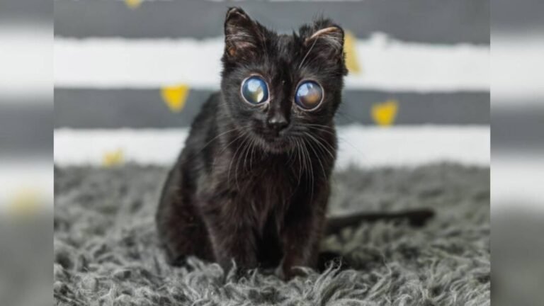 ‘Mystical’ kitten is not AI — she’s a rare survivor - Nmaap Ac News